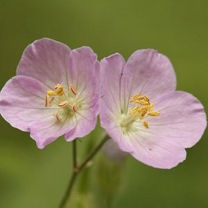 Great Hardy Geraniums for Rock Gardens