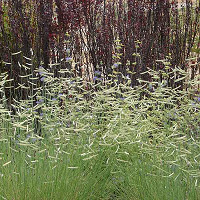 Bouteloua gracilis (Blue Grama)