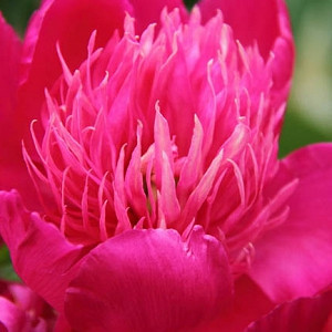 Compare all Paeonia - Peonies