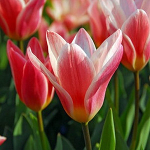 Tulipa 'Exotic Emperor' (Fosteriana Tulip)