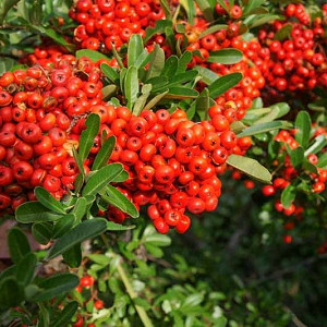 Attractive Evergreen Shrubs and Trees with Red Fruits and Berries