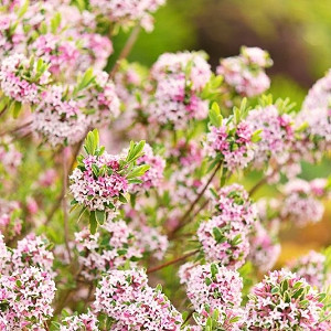 Daphne cneorum (Garland Flower)