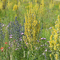 Inula helenium (Elecampane)