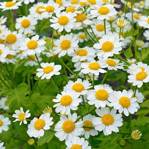 Tanacetum cinerariifolium (Pyrethrum Daisy)