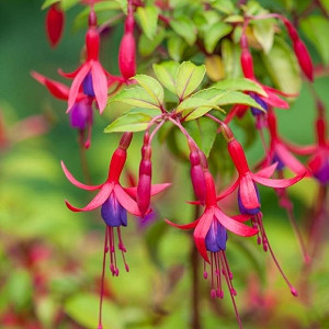 Fuchsia 'Nancy Lou'