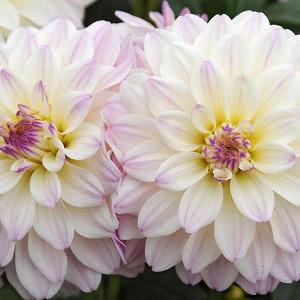 Beautiful Dahlias to Crave For