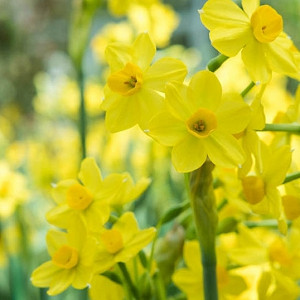 Great Daffodils for Southern Gardens