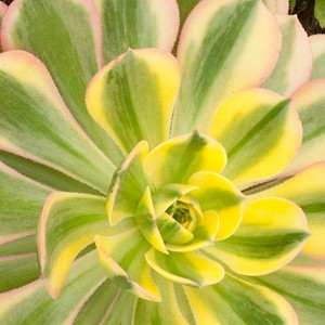 Aeonium arboreum
