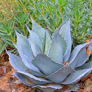 A Beautiful Duo with Agave 'Blue Flame' and 'Blue Glow