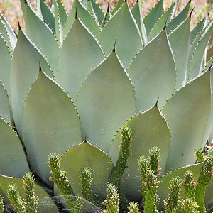 An Eye-Catching Mediterranean Garden with Agave, Aloe and Pincushion