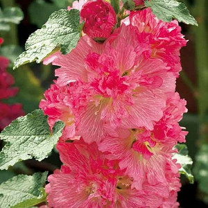 Alcea rosea 'Fiesta Time' (Hollyhock)