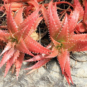 Aloe vera (Barbados Aloe)