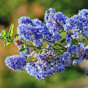Ceanothus 'Victoria' (California Lilac)