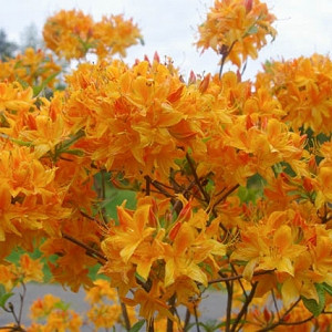 Beautiful Azaleas and Rhododendrons for the Midwest