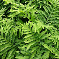 Bog Garden Plants: Graceful Ferns