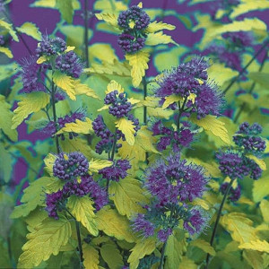 Caryopteris x clandonensis 'Dark Knight' (Bluebeard)