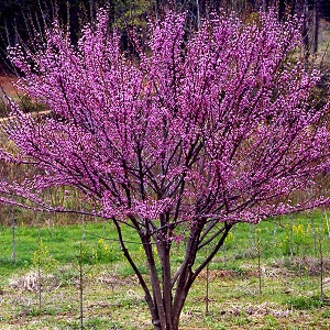 Cercis canadensis Flame Thrower (Eastern Redbud)