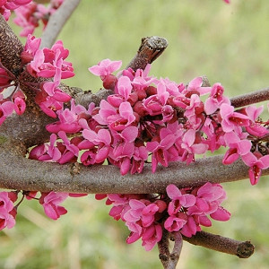 Cercis canadensis Flame Thrower (Eastern Redbud)