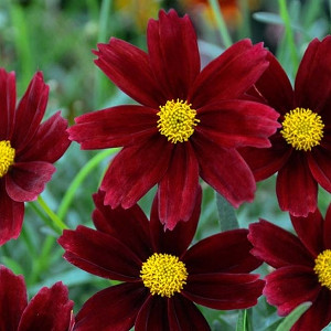 Compare all Coreopsis