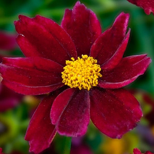 Coreopsis 'Ruby Frost' (Tickseed)