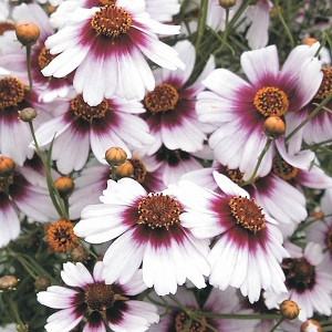 Coreopsis 'Ruby Frost' (Tickseed)