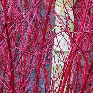 Cornus 'Venus' (Dogwood)