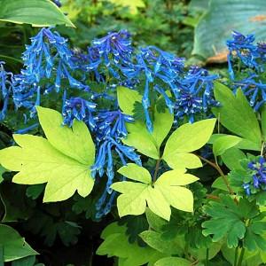 Corydalis flexuosa 'Porcelain Blue' (Fumewort)