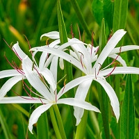 Thalia geniculata 'Ruminoides' (Red Stemmed Alligator-Flag)