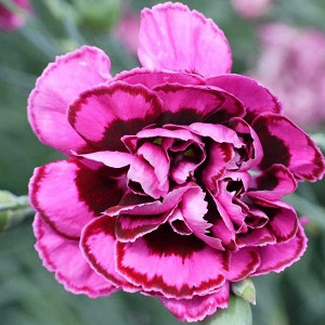 Dianthus 'Raspberry Ruffles' (Pink)