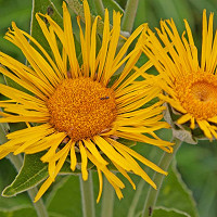 Inula helenium (Elecampane)