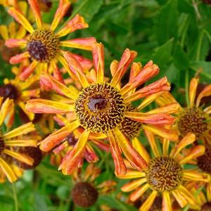 Helenium 'Potter's Wheel' (Sneezeweed)