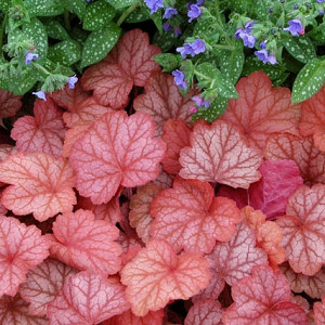 Heuchera 'Peach Flambe' (Coral Bells)