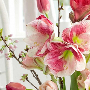 Amaryllis 'Picotee' (Hippeastrum)