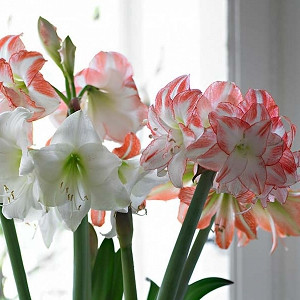 Amaryllis 'Picotee' (Hippeastrum)