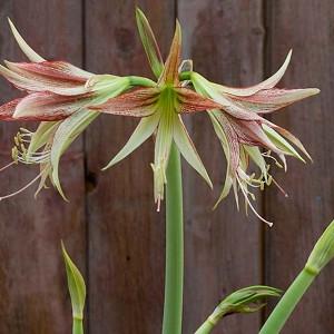 Fascinating Cybister and Exotic Amaryllis