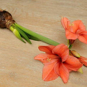 Amaryllis 'Picotee' (Hippeastrum)