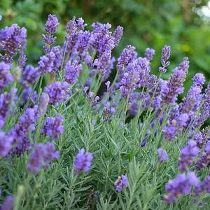 How to choose the right Lavender?