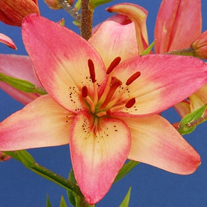 Asiatic Lilies