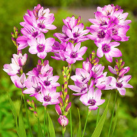 Ixia 'Spotlight' (Corn Lily)