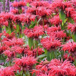 Monarda 'Blue Stocking' (Bee Balm)