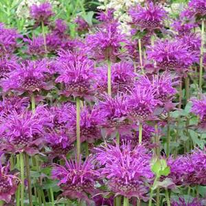 Monarda 'Blue Stocking' (Bee Balm)