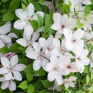 Compare all Clematis