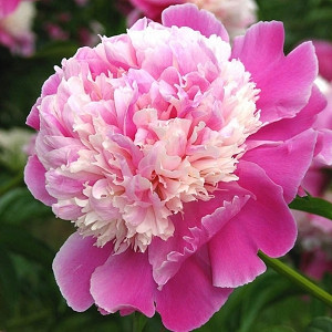 Compare all Paeonia - Peonies