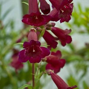 Penstemon heterophyllus (Foothill Beardtongue)