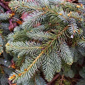 Picea pungens 'Hoopsii' (Colorado Spruce)