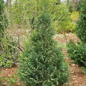 Chamaecyparis lawsoniana 'Ellwoodii' (Lawson Cypress)
