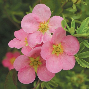 Potentilla fruticosa 'Red Ace' (Shrubby Cinquefoil)