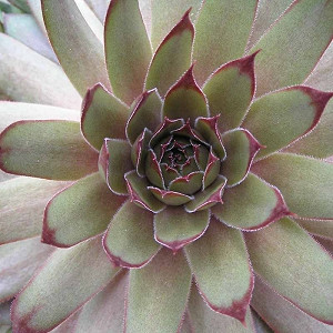 Sempervivum 'Ruby Heart' (Hens and Chicks)