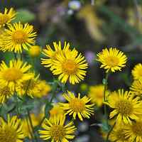 Inula helenium (Elecampane)