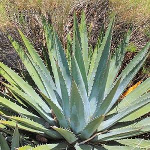 Cold-Hardy Agaves for Your Garden